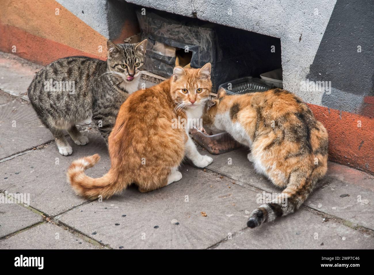 Caring for street stray urban cats Stock Photo - Alamy
