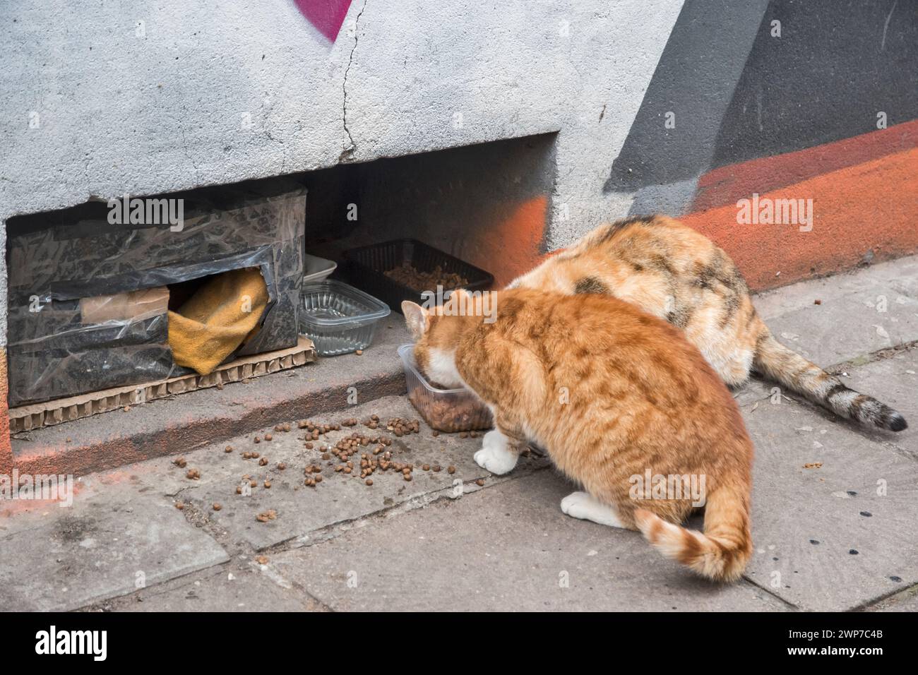 Caring for street stray urban cats Stock Photo - Alamy