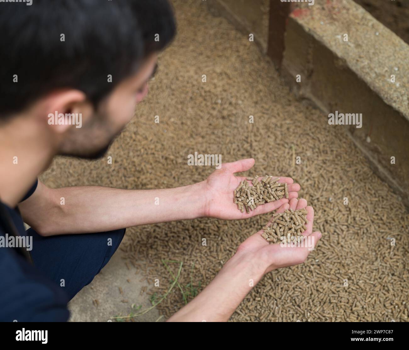 Feed the cattle hi-res stock photography and images - Alamy