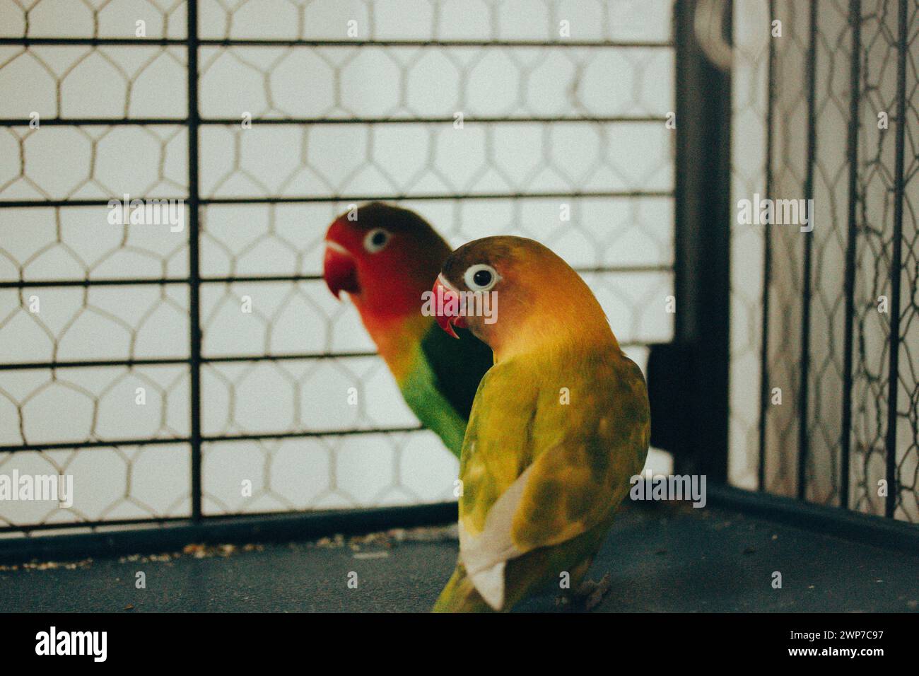 Two little lovebirds together in a cage. Yellow and green birds in love ...