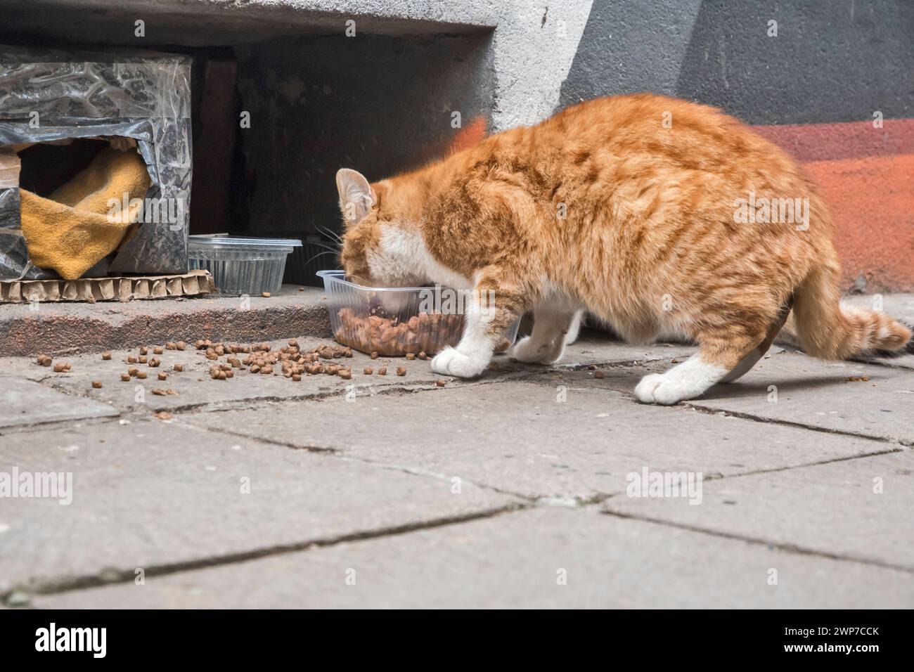 Caring for street stray urban cats Stock Photo - Alamy
