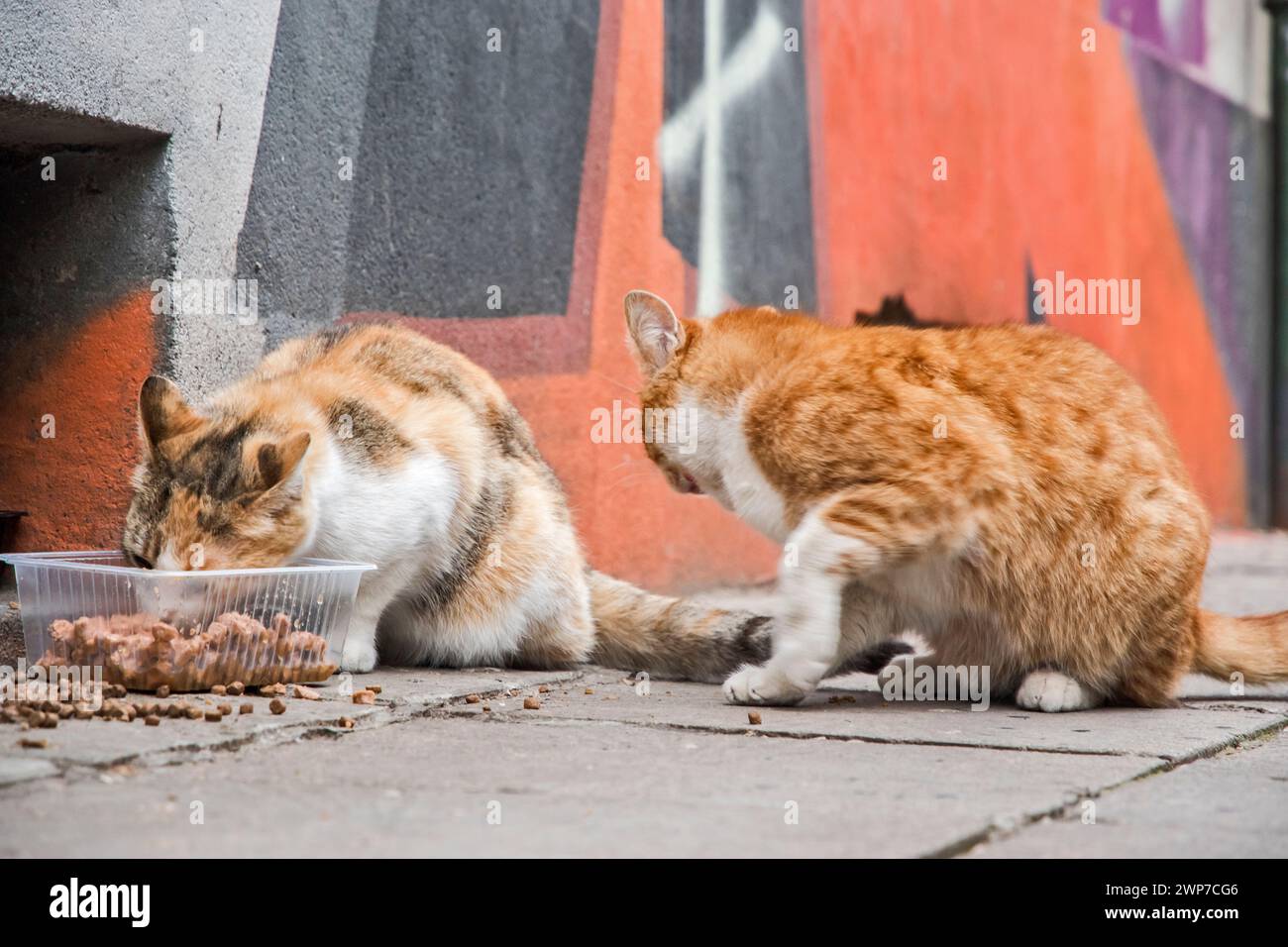 Caring for street stray urban cats Stock Photo - Alamy