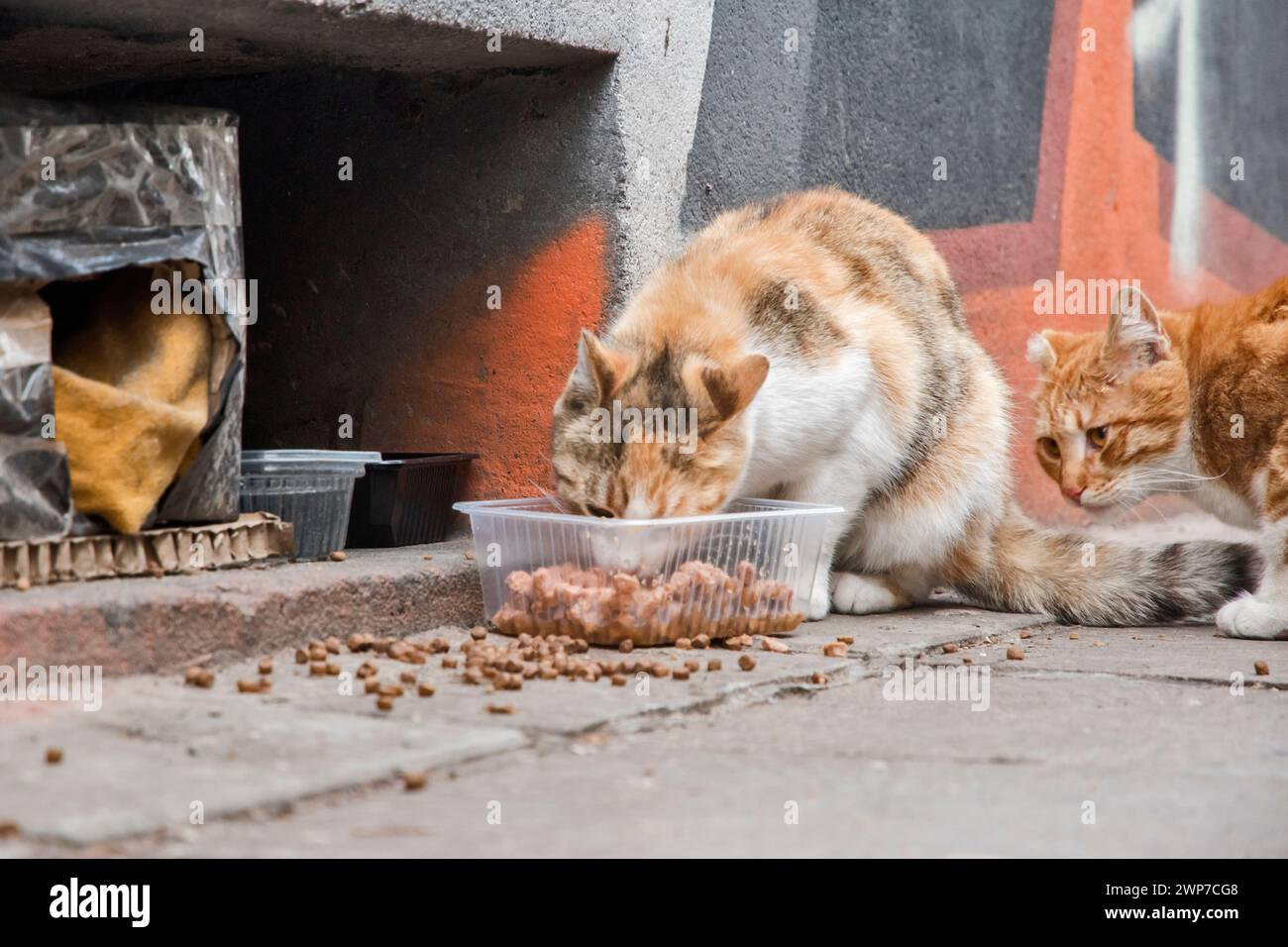 Caring for street stray urban cats Stock Photo - Alamy