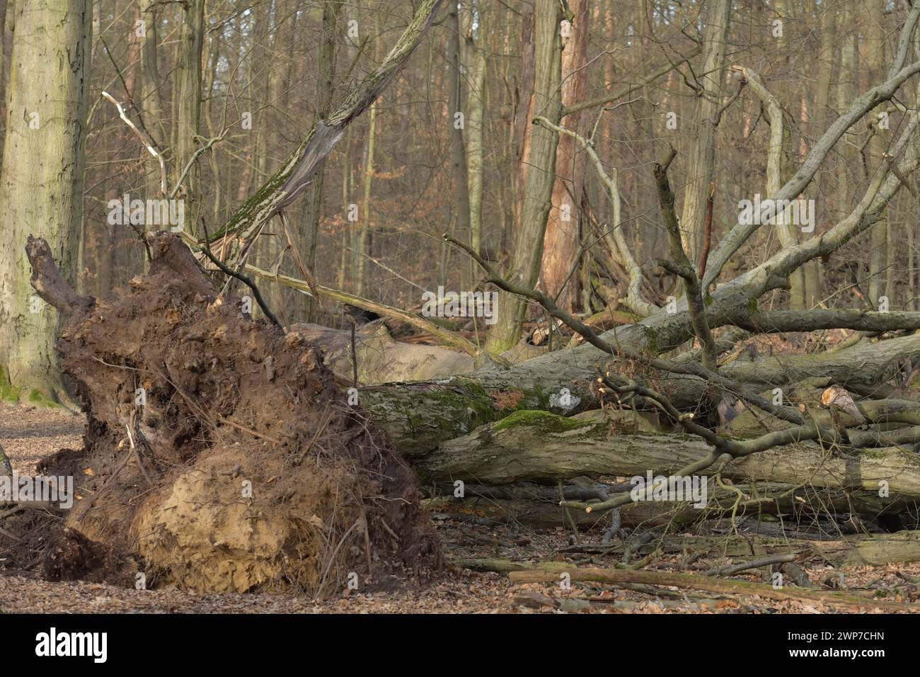 Alter baum im wald hi-res stock photography and images - Alamy
