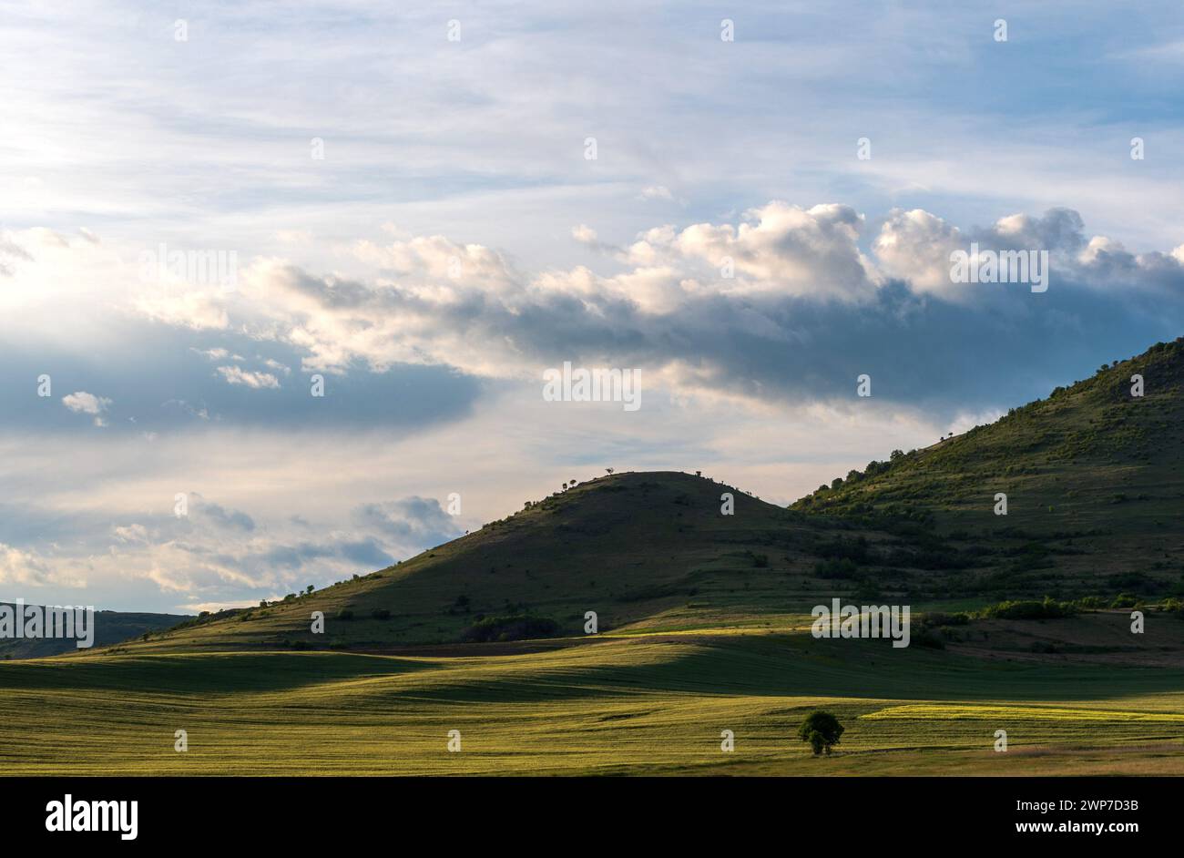 Tranquil Haven. Where green meets sky. Isolated tree. Somewhere in ...