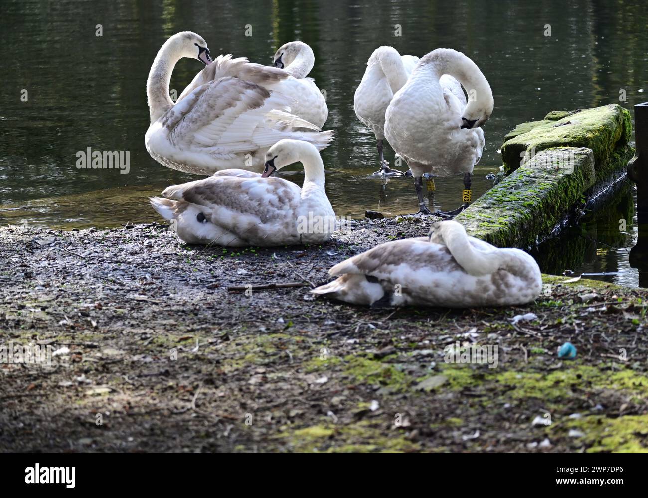6 young swans hi-res stock photography and images - Alamy