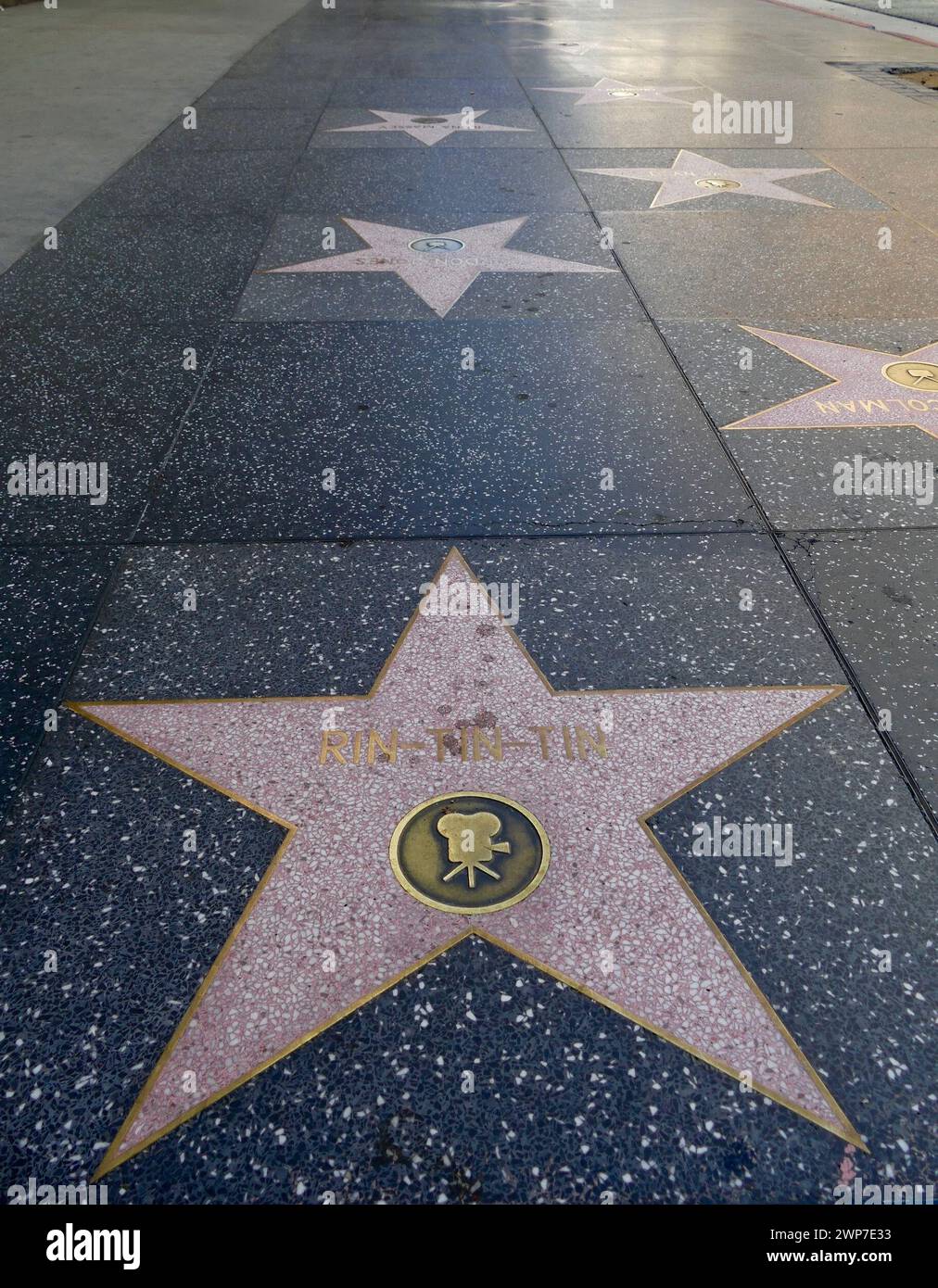 Los Angeles, USA. 05th Mar, 2024. The star for movie dog "Rin Tin Tin ...