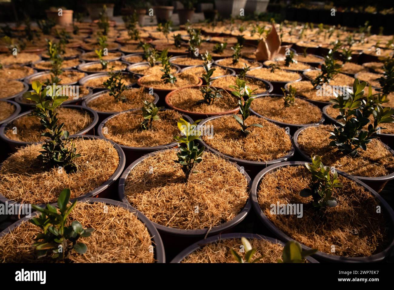 A lot of pots with plants, small tree grown in a garden greenhouse ...