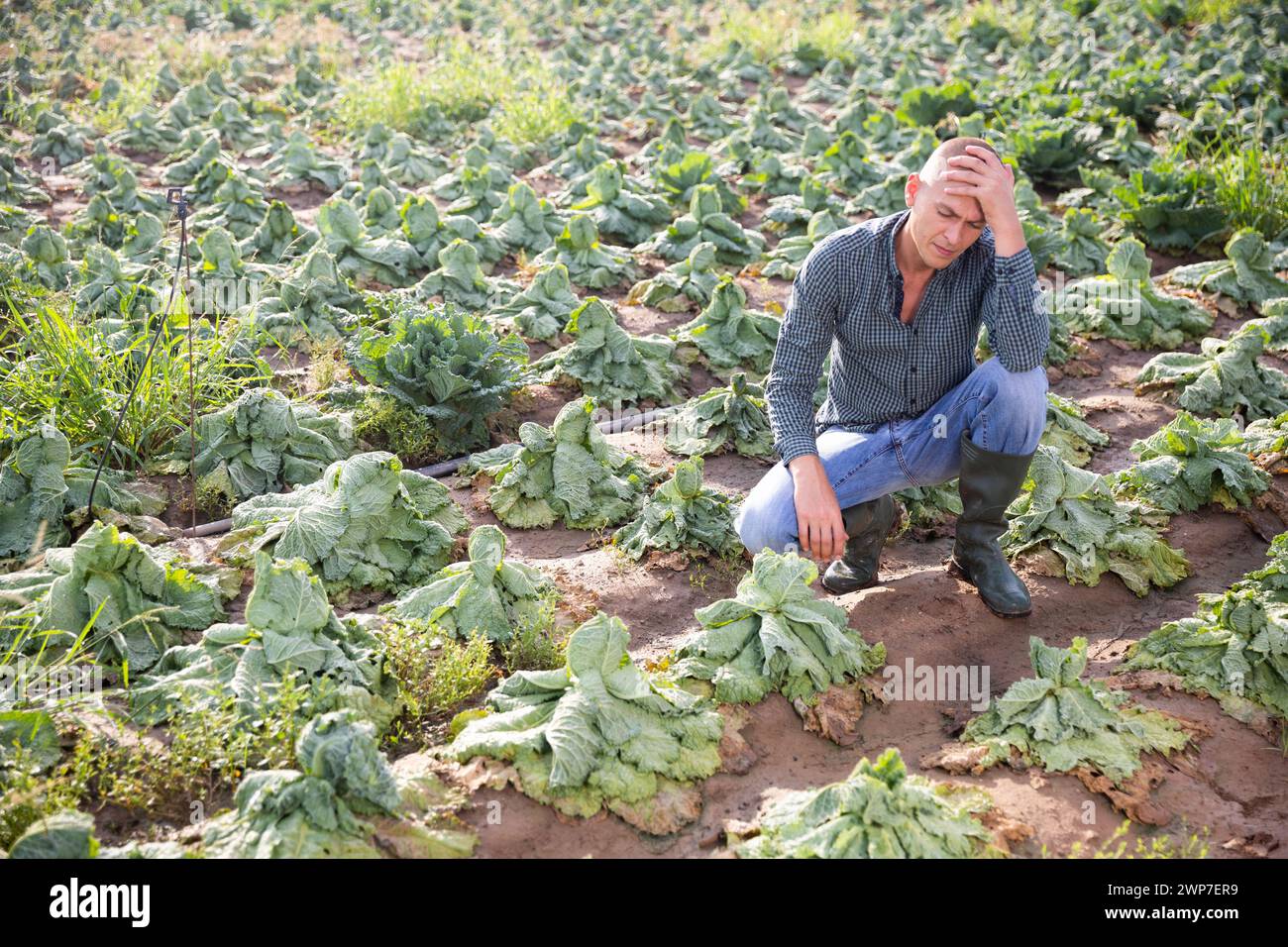 Farmer frustrated by loss of cabbage harvest after drought Stock Photo ...