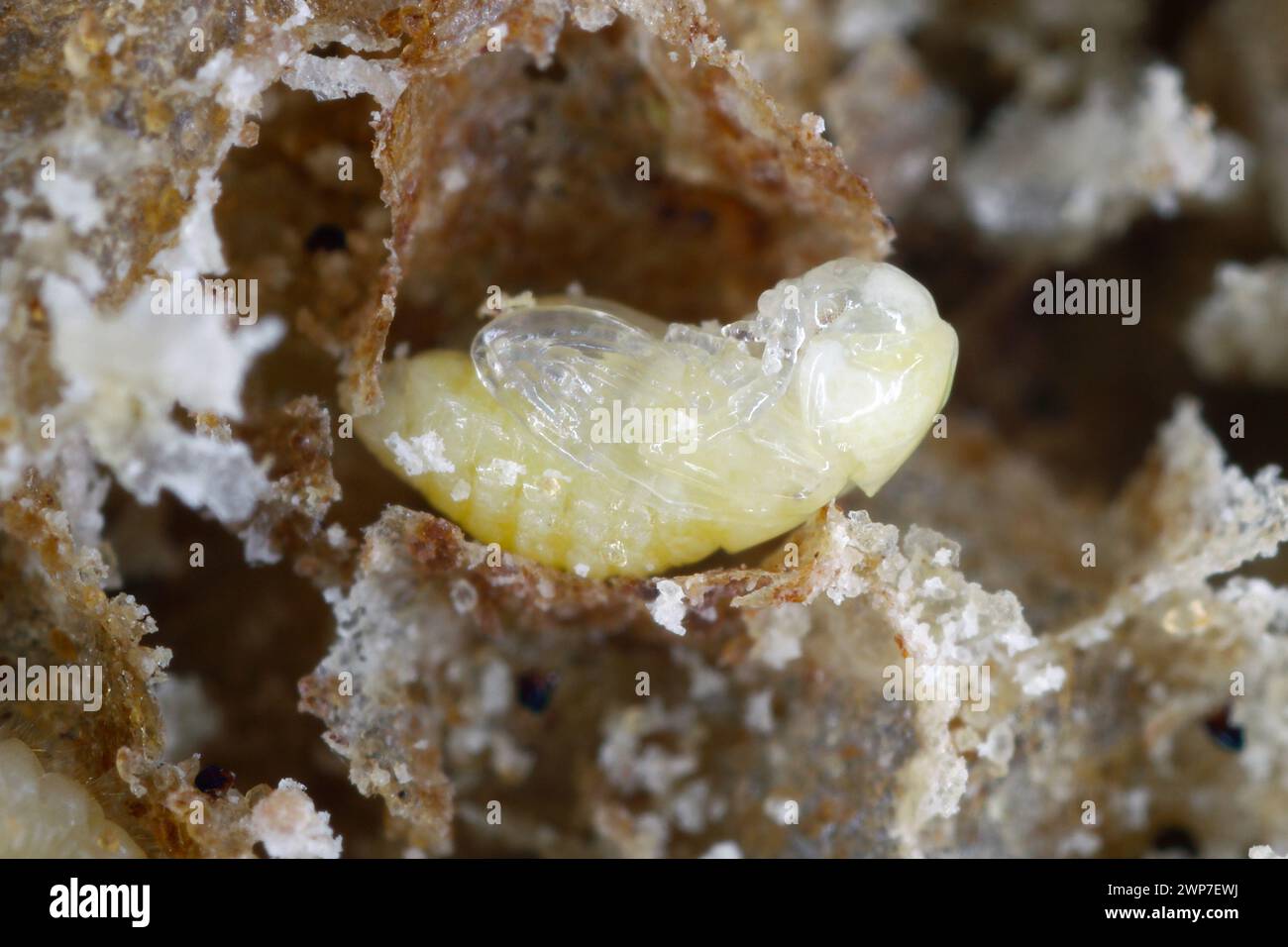 Biscuit, drugstore or bread beetle (Stegobium paniceum) pupa stored ...