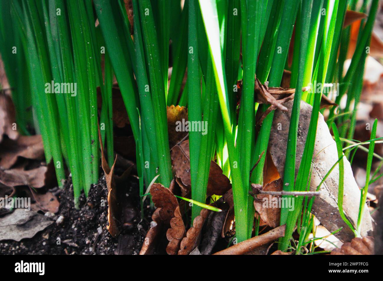 A wide row of onion plants in organic vegetable garden in spring season ...