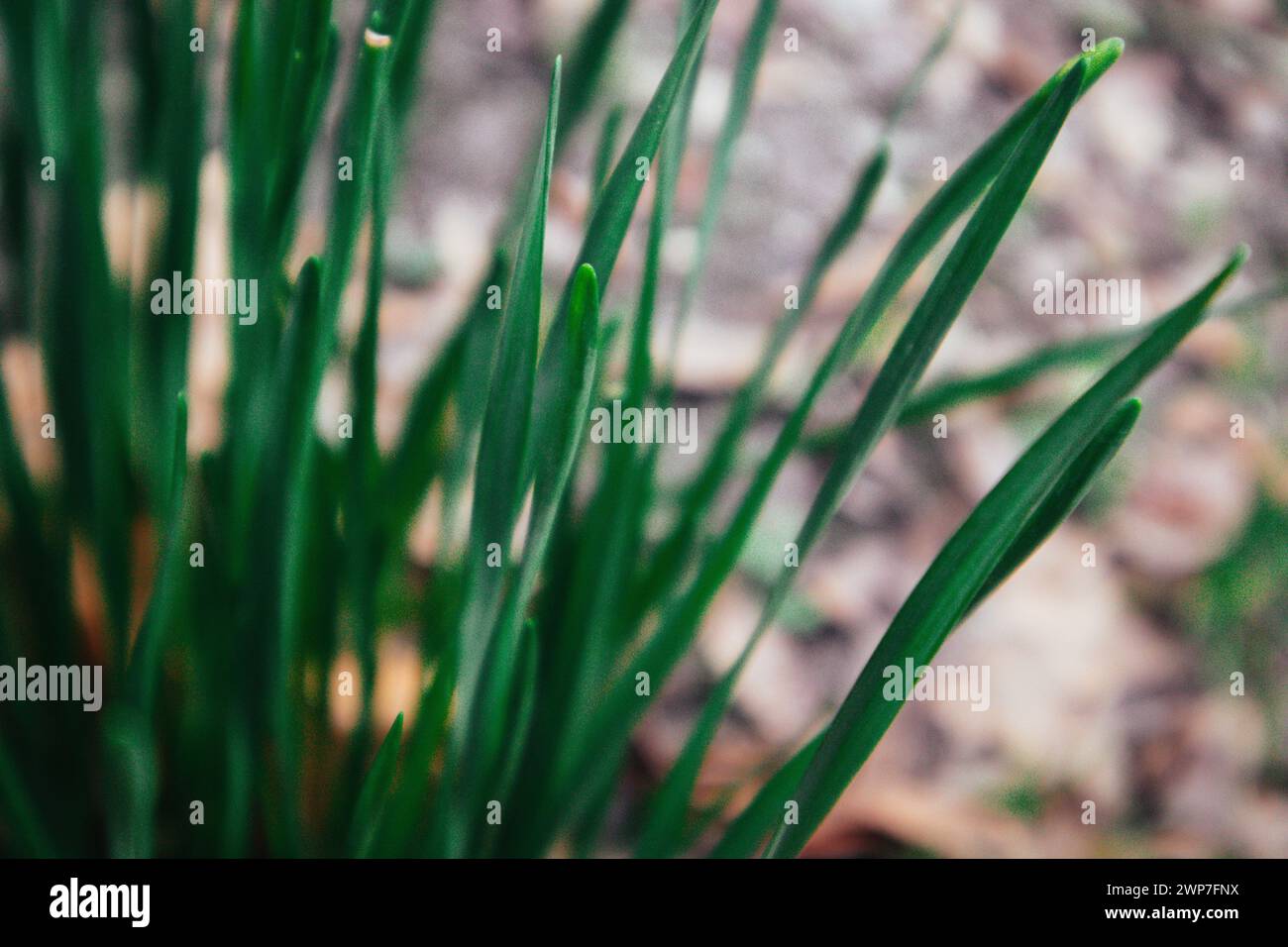 Onion plants in organic vegetable spring garden. Green fresh grasses ...