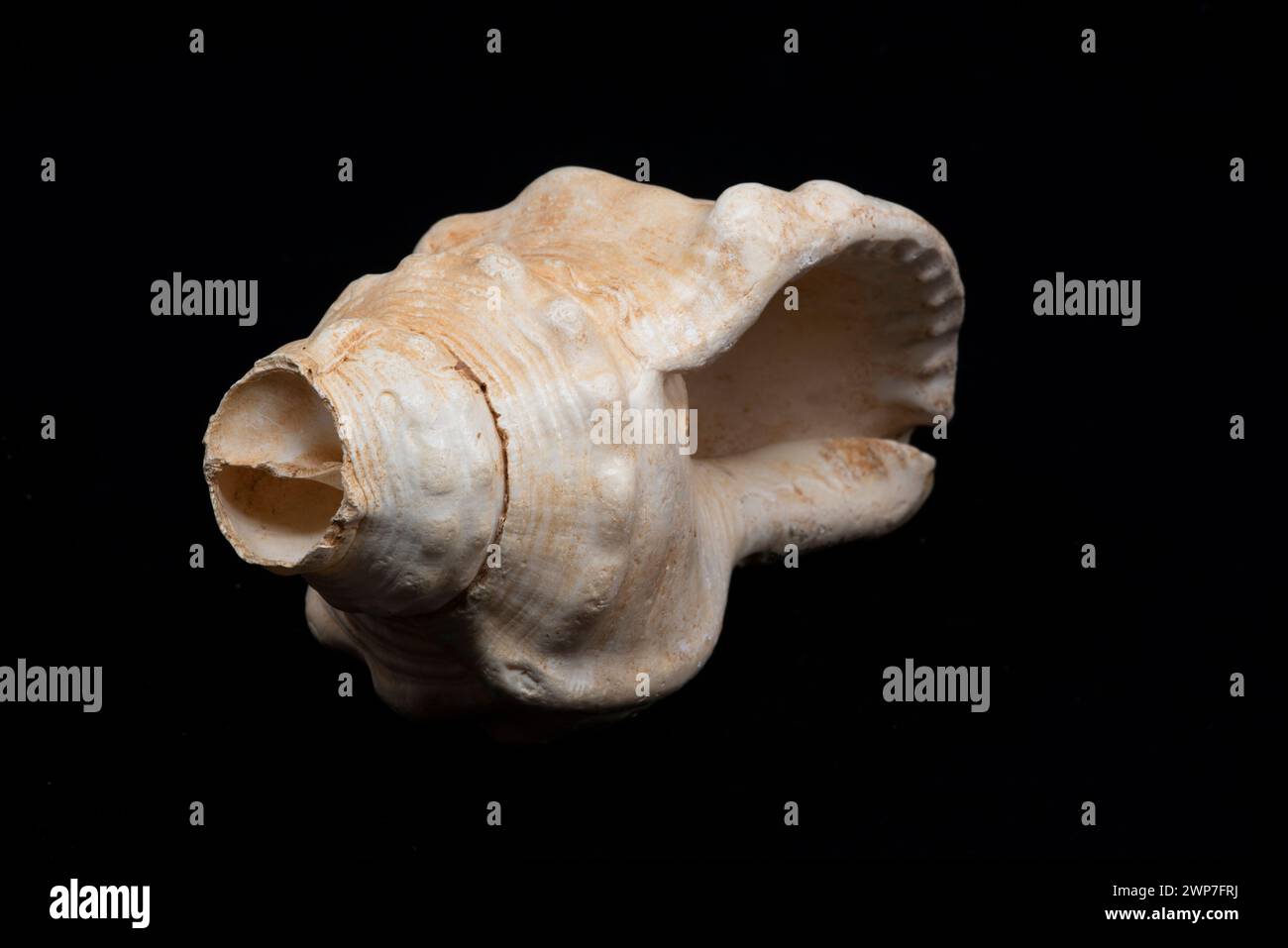Prehistoric sea snail shell Stock Photo - Alamy