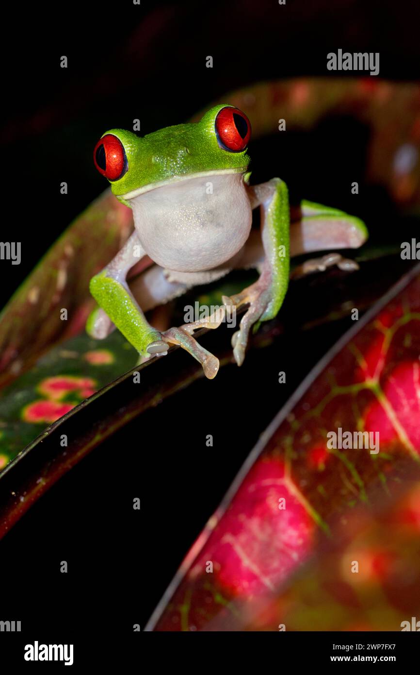 Red-eyed Tree Frog, Agalychnis callidryas, Tropical Rainforest ...