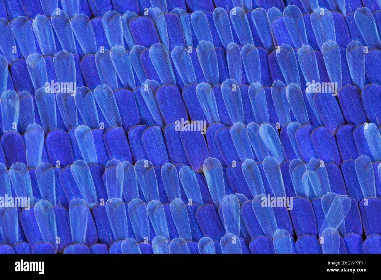 Butterfly wing scales, macrophotograph Stock Photo - Alamy