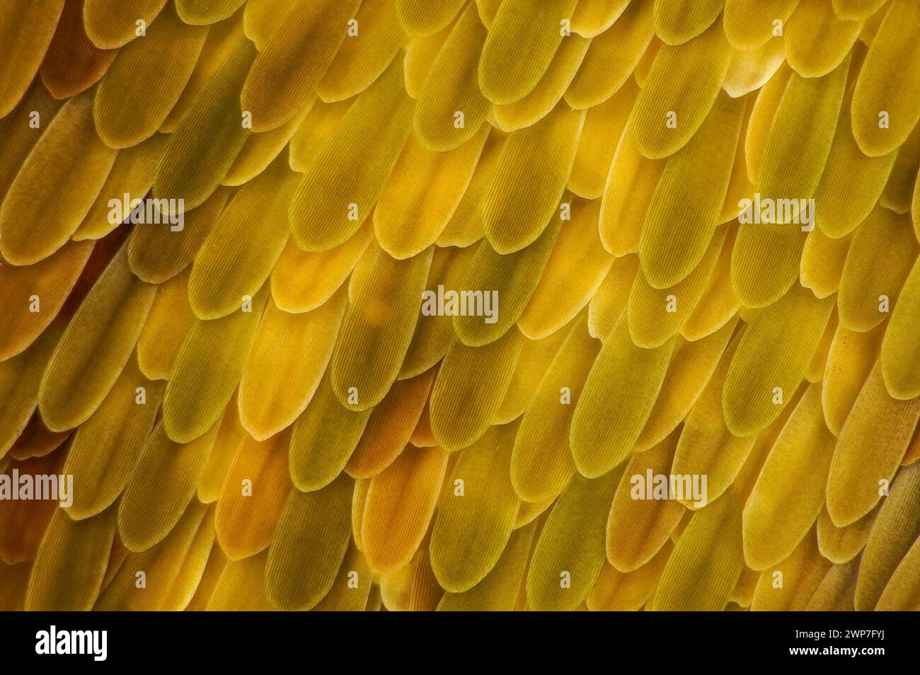 Butterfly wing scales, macrophotograph Stock Photo - Alamy