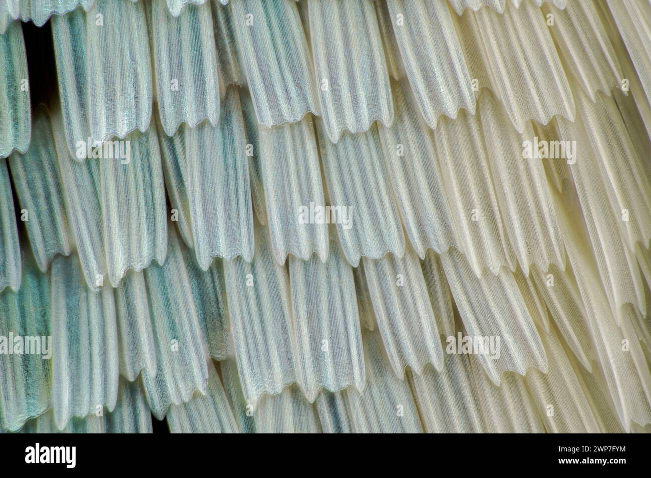Butterfly wing scales, macrophotograph Stock Photo - Alamy