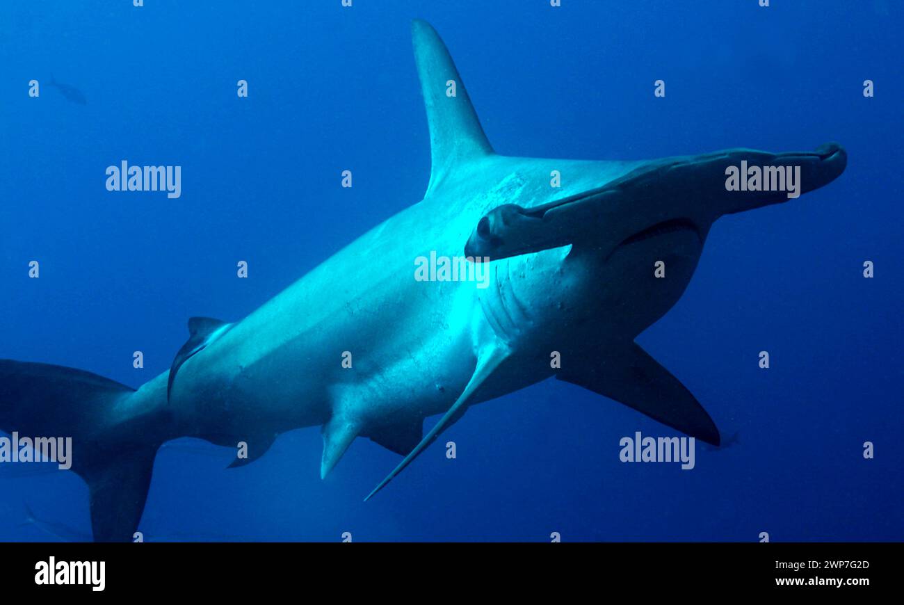 Scalloped Hammerhead Silouette, Spyrna lewini, Darwin and Wolf Islands ...