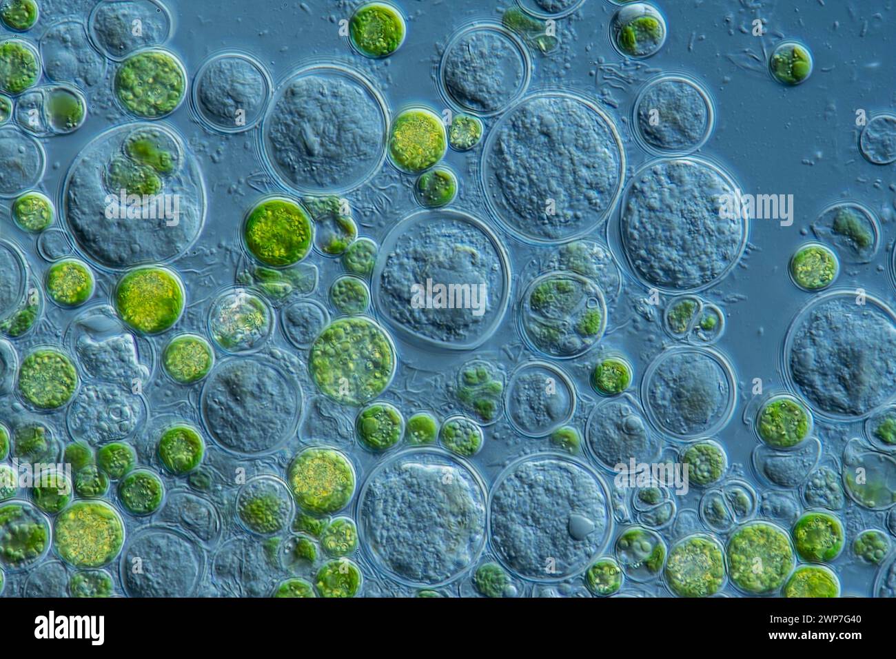 Algae, light micrograph Stock Photo - Alamy