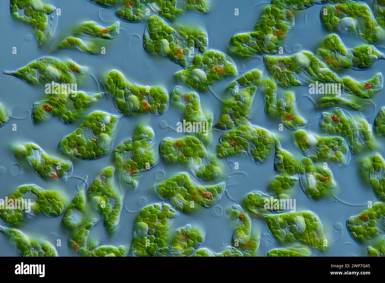 Algae, light micrograph Stock Photo - Alamy