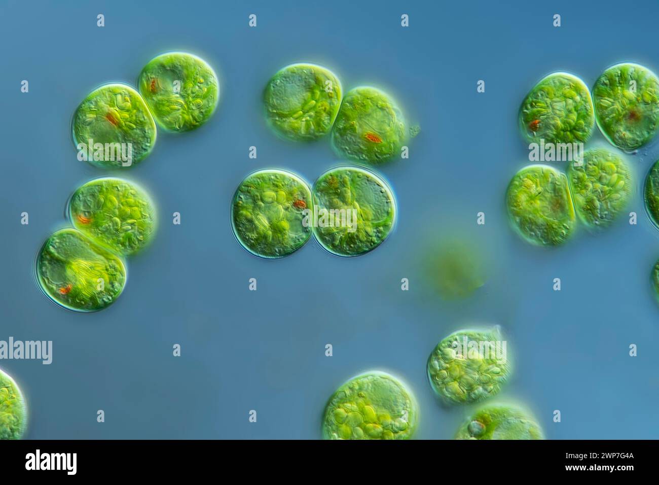 Algae, light micrograph Stock Photo - Alamy