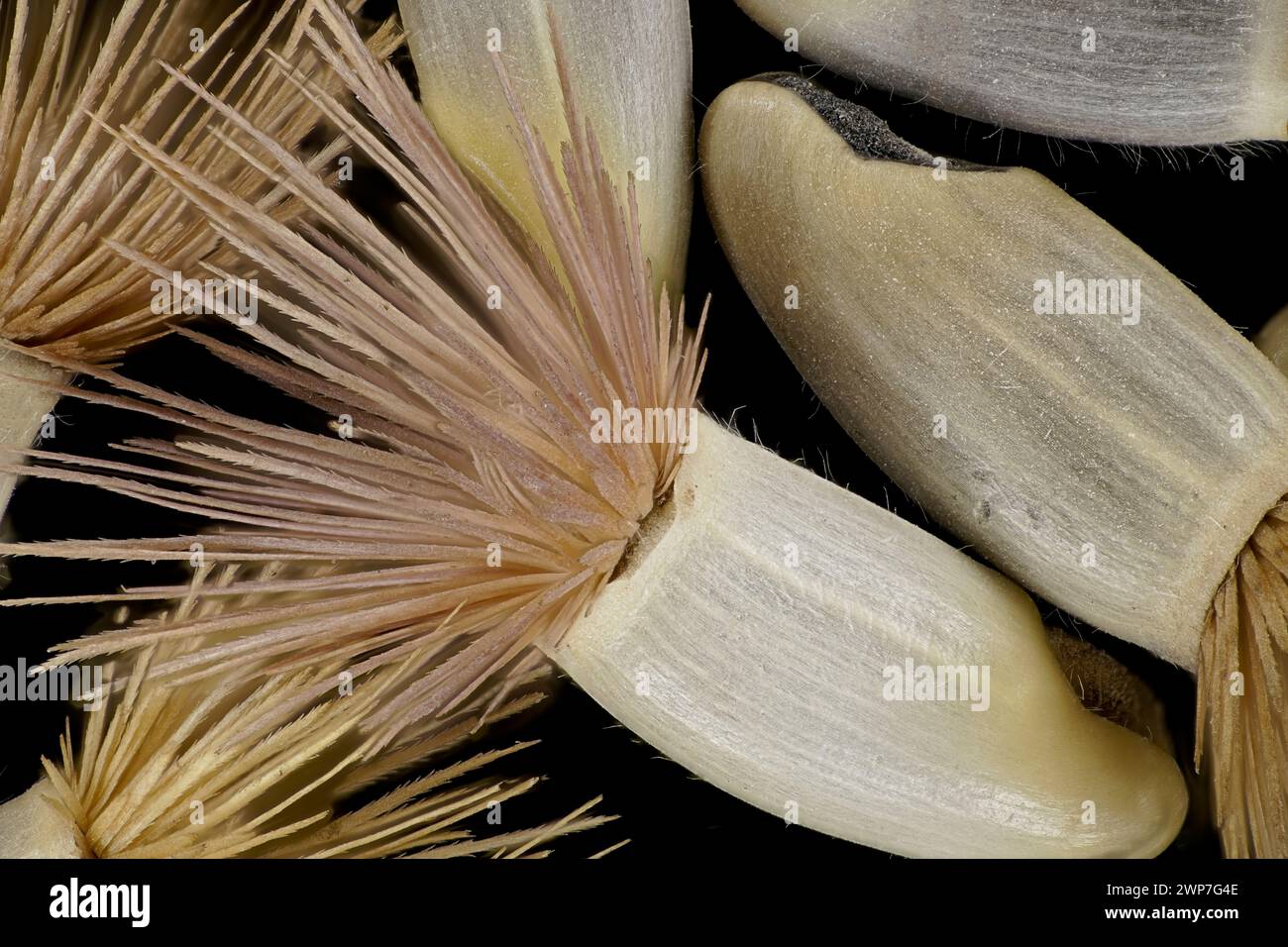 Cornflower (Centaurea cyanus) seeds, macrophotograph Stock Photo - Alamy