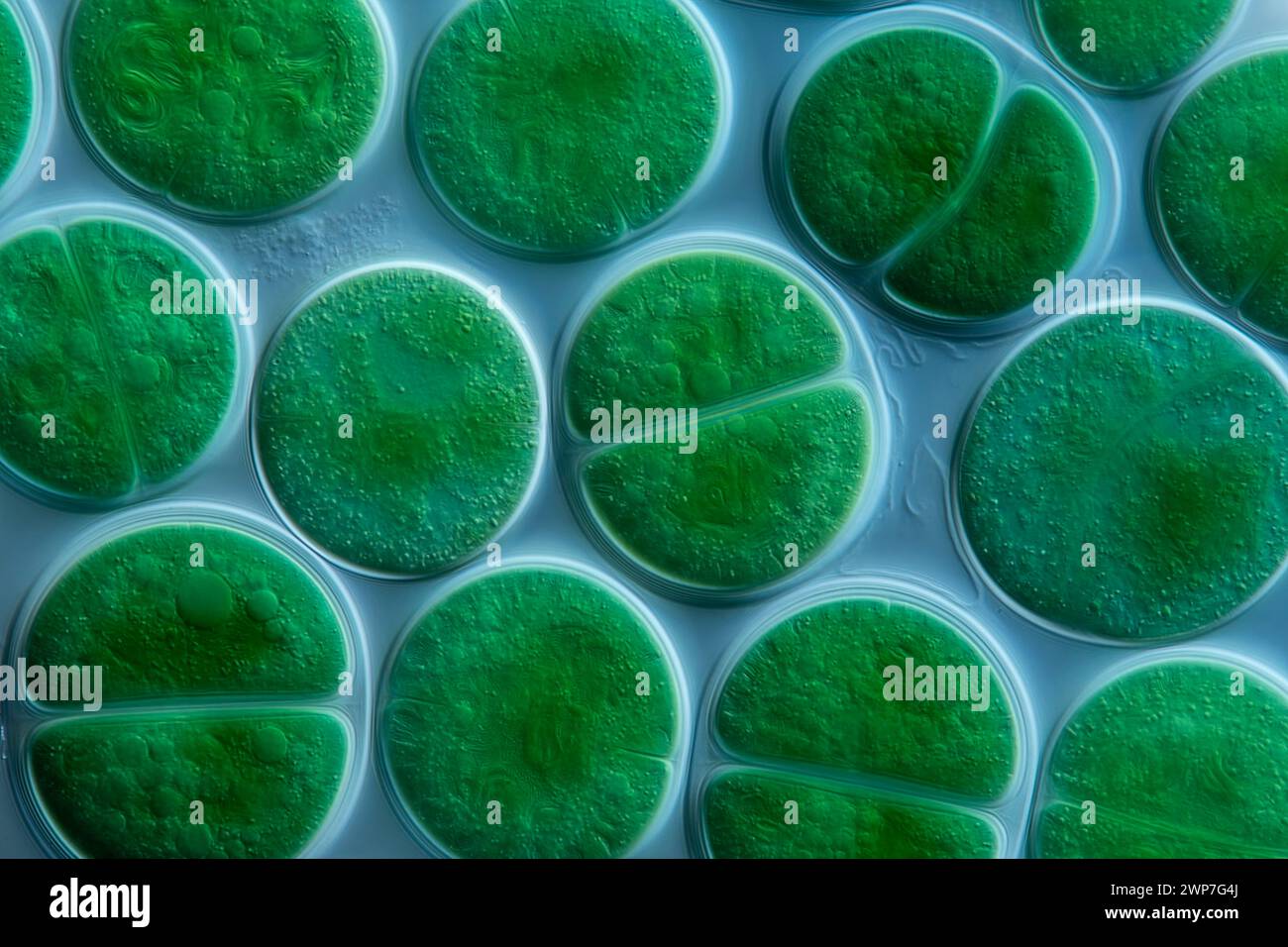 Algae, light micrograph Stock Photo - Alamy