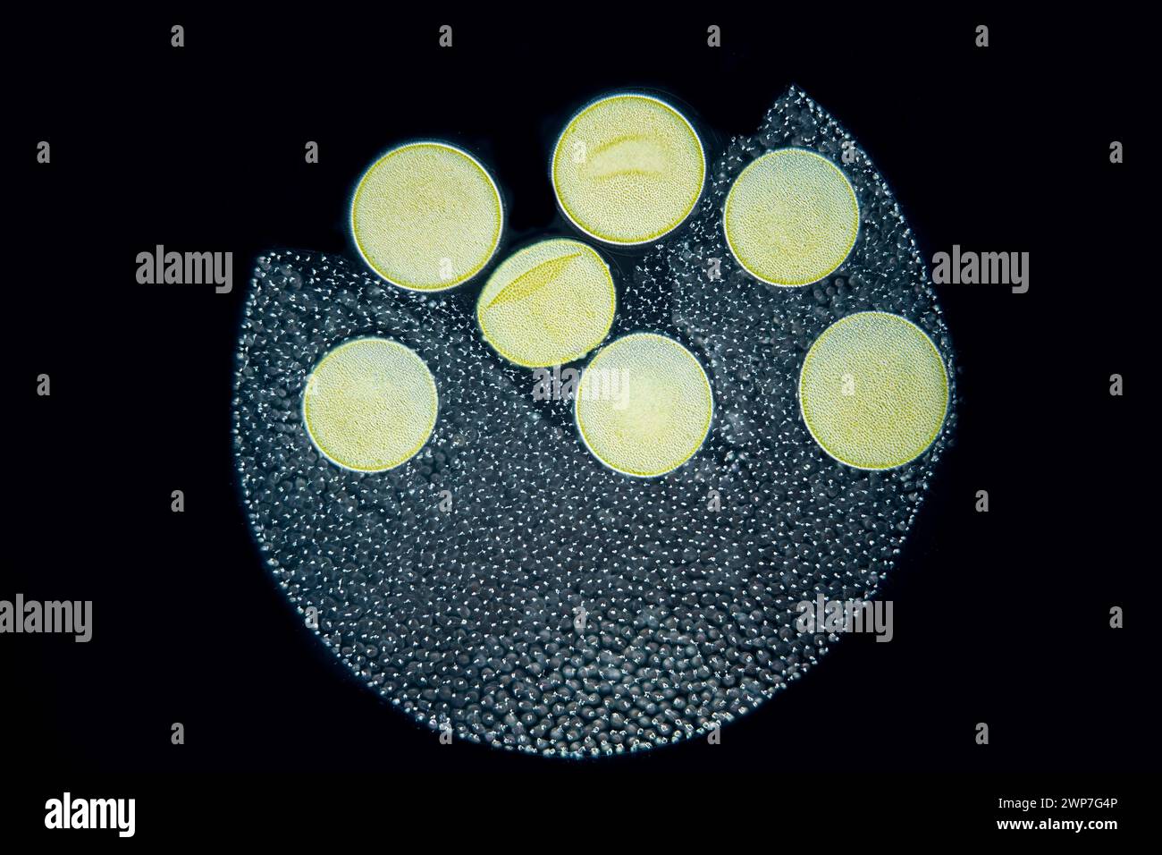 Algae, light micrograph Stock Photo - Alamy