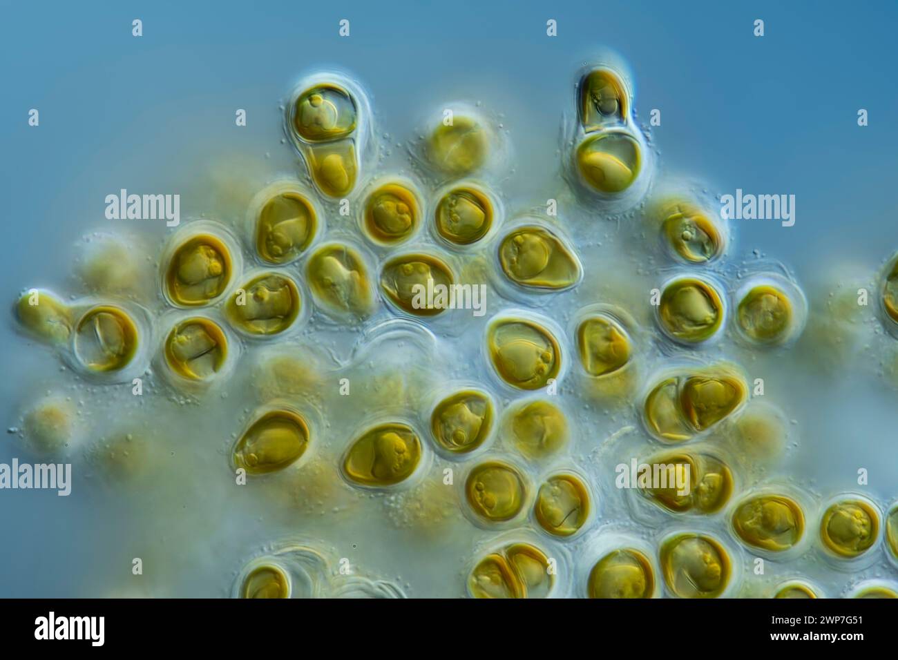 Algae, light micrograph Stock Photo - Alamy