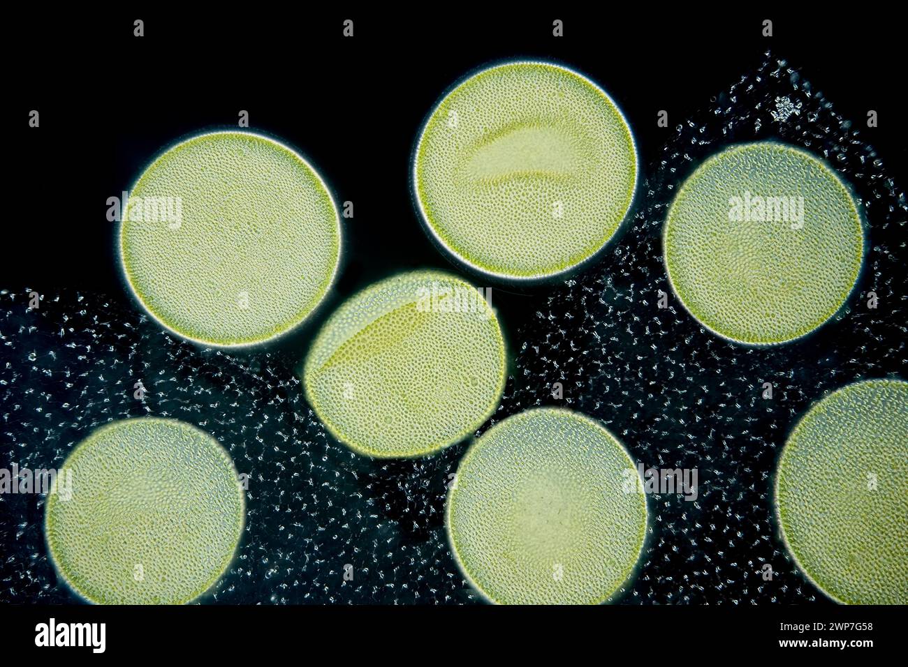 Algae, light micrograph Stock Photo - Alamy