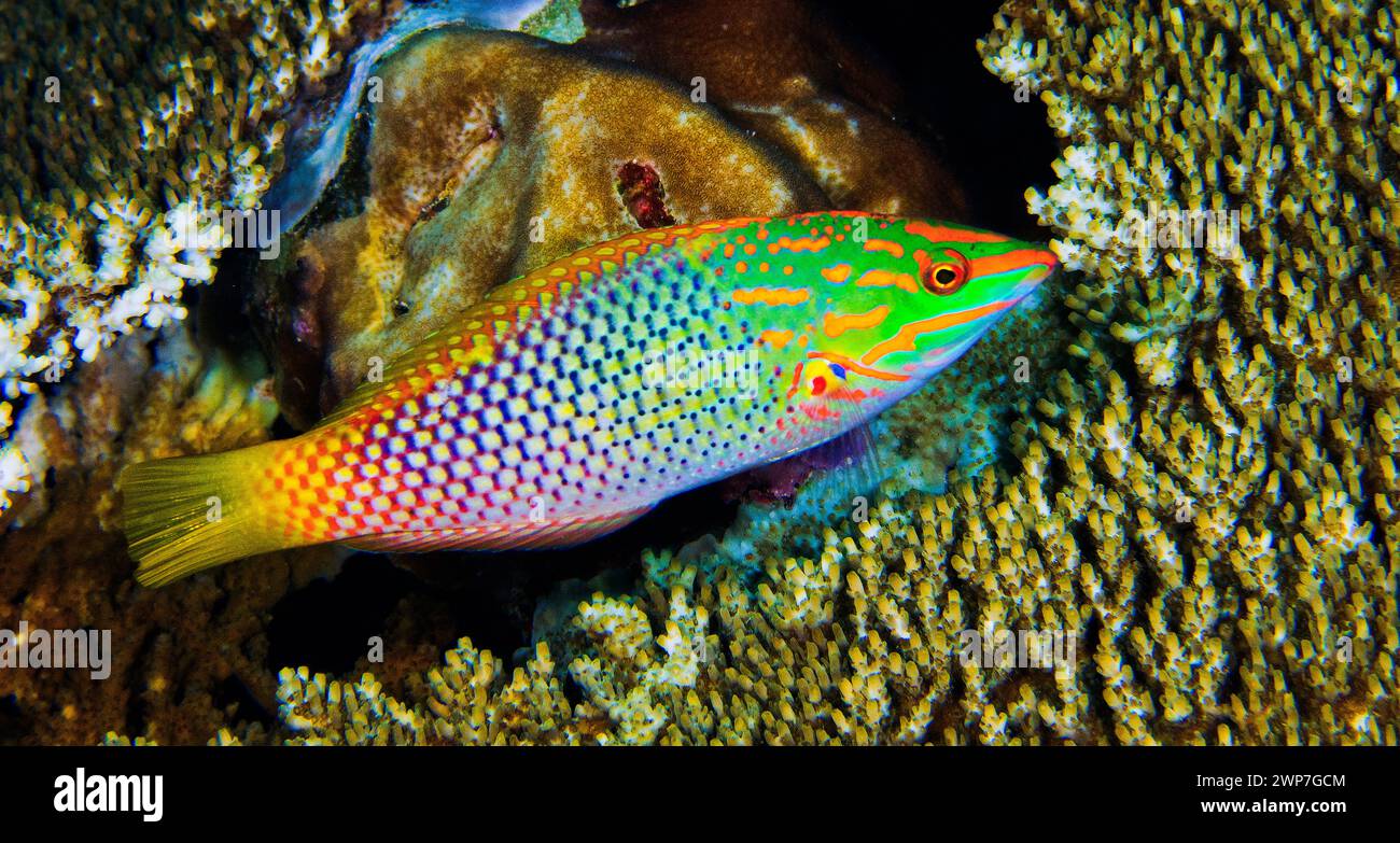 Checkerboard Wrasse, Halichoeres hortulanus, Reef Building Corals ...