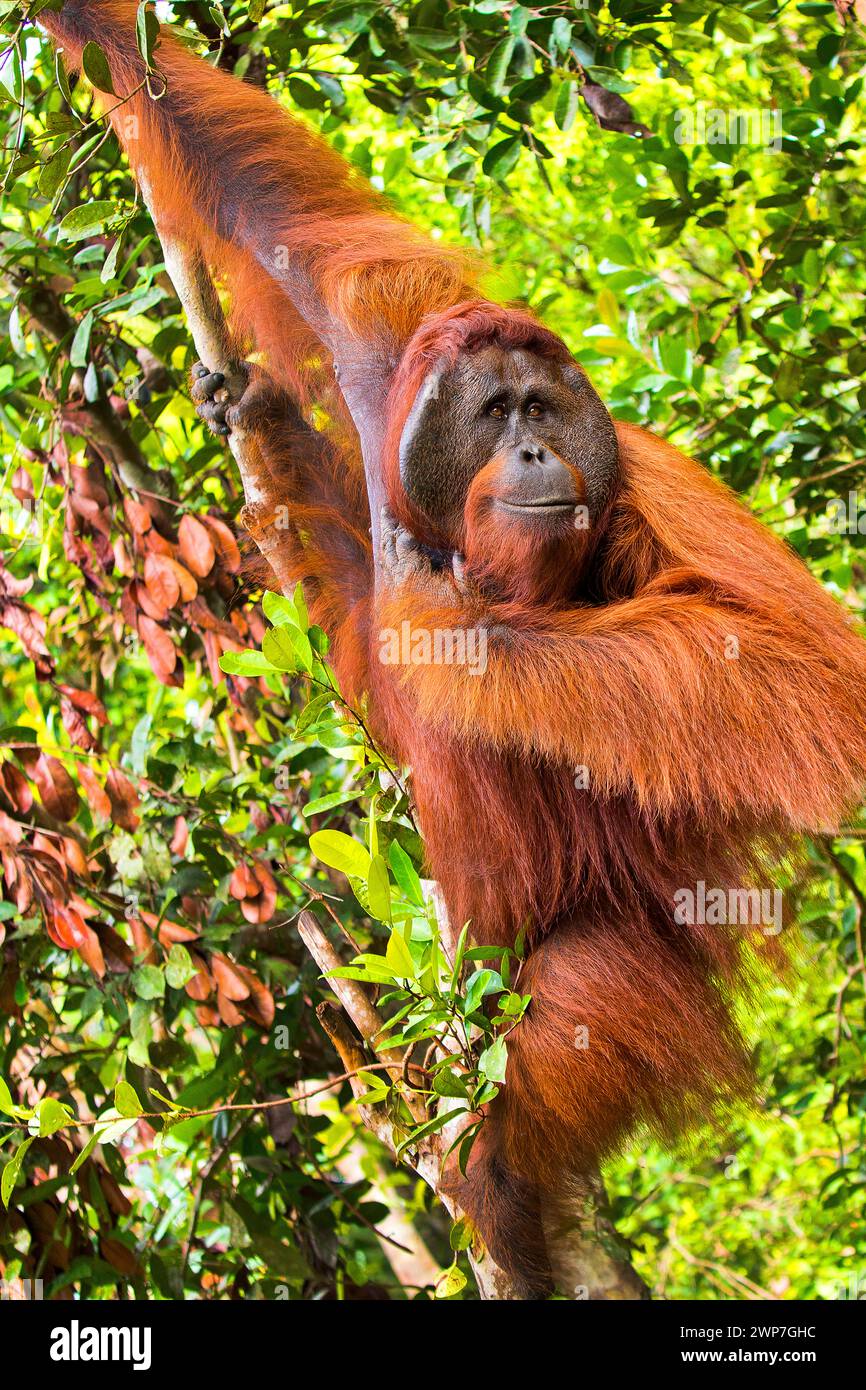 Orangutan, Pongo pygmaeus, Tanjung Puting National Park, Kalimantan ...