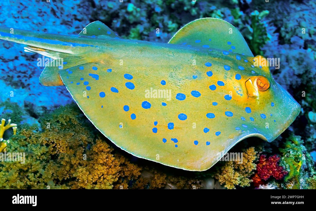 Blue Spotted Ribbontail Ray, Taeniura lymma, Coral Reef, Red Sea, Egypt ...