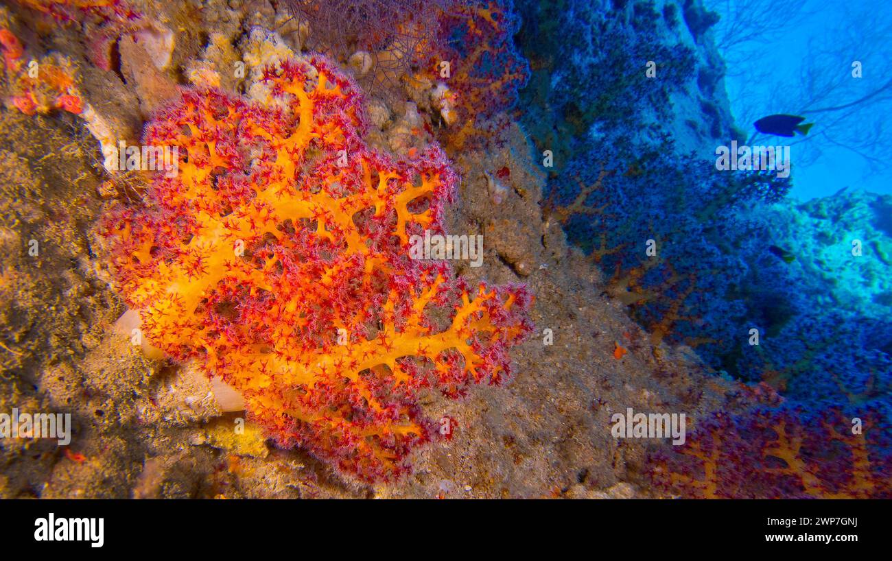 Multi-branched Coral Trees, Soft Coral, Reef Building Corals, Coral ...