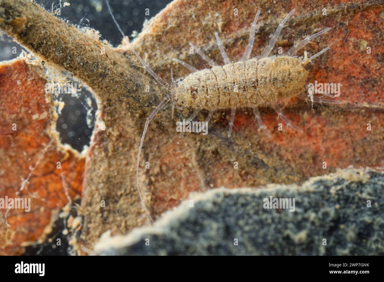 Waterlouse (Asellus aquaticus Stock Photo - Alamy