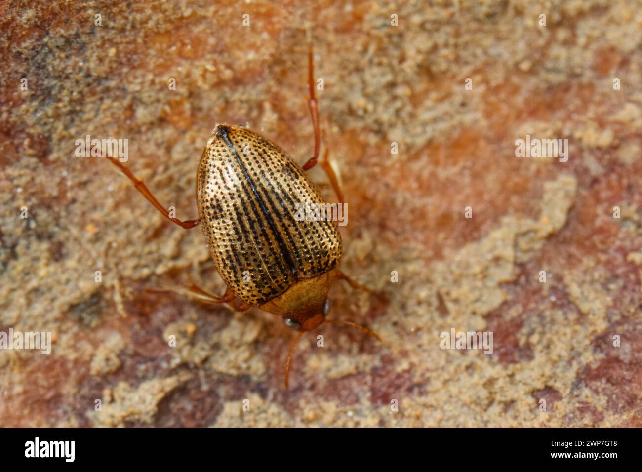 Crawling diving beetle (Haliplus Stock Photo - Alamy