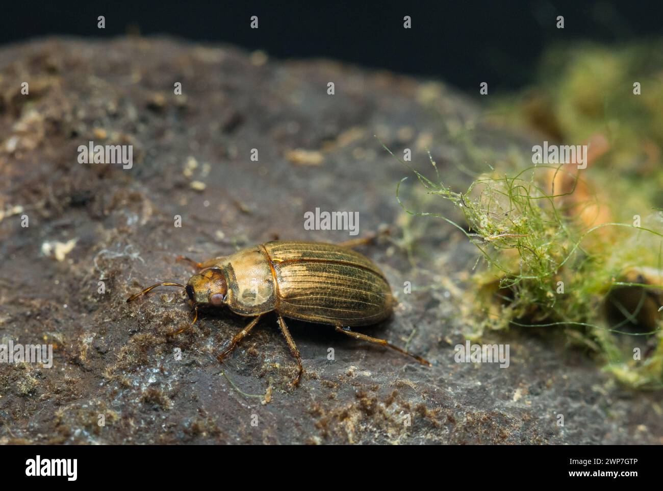 Water scavenger beetle (Helochares obscurus Stock Photo - Alamy