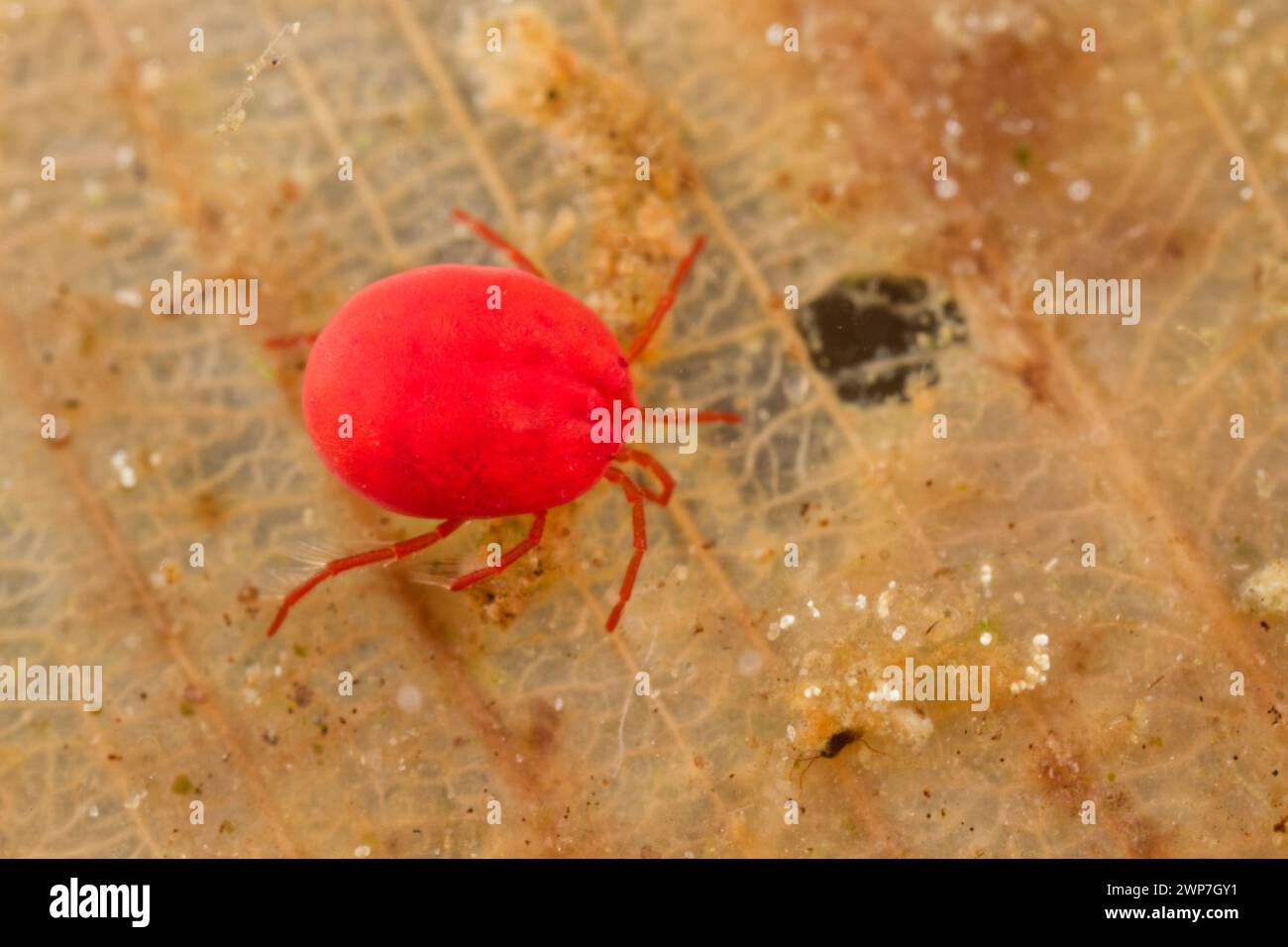 Water mite hi-res stock photography and images - Alamy