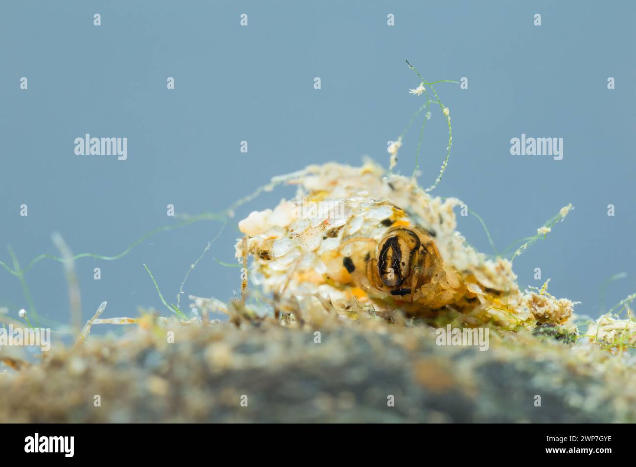 Hood casemaker larva (Molanna Stock Photo - Alamy