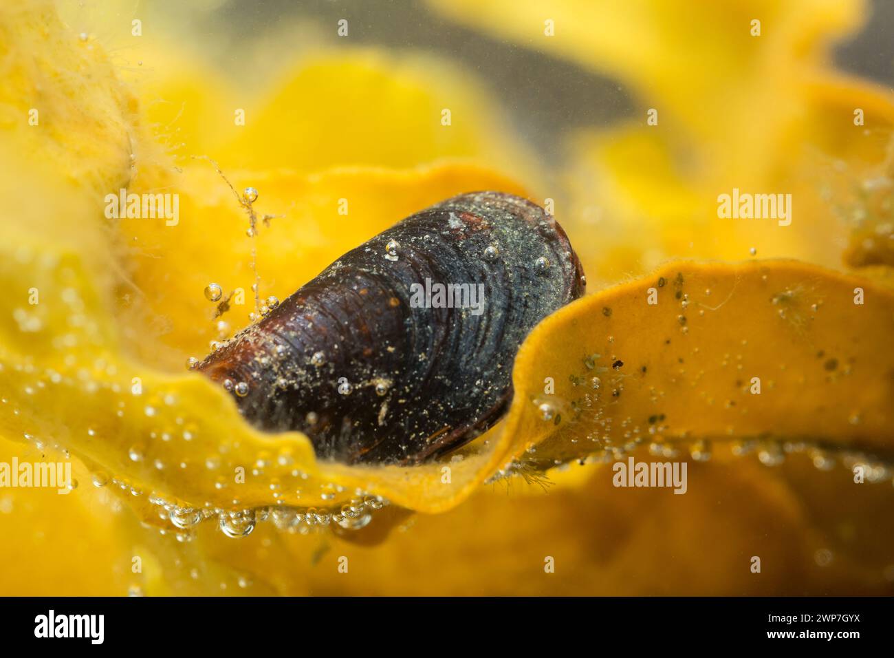 Mytilus trossulus hi-res stock photography and images - Alamy