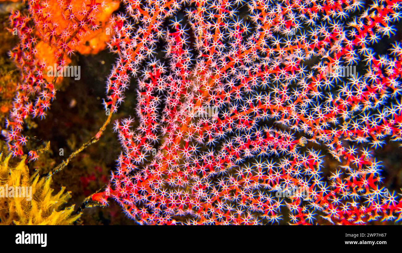 Sea Fan, Sea Whips, Gorgonian, Reef Building Corals, Coral Reef, Lembeh ...