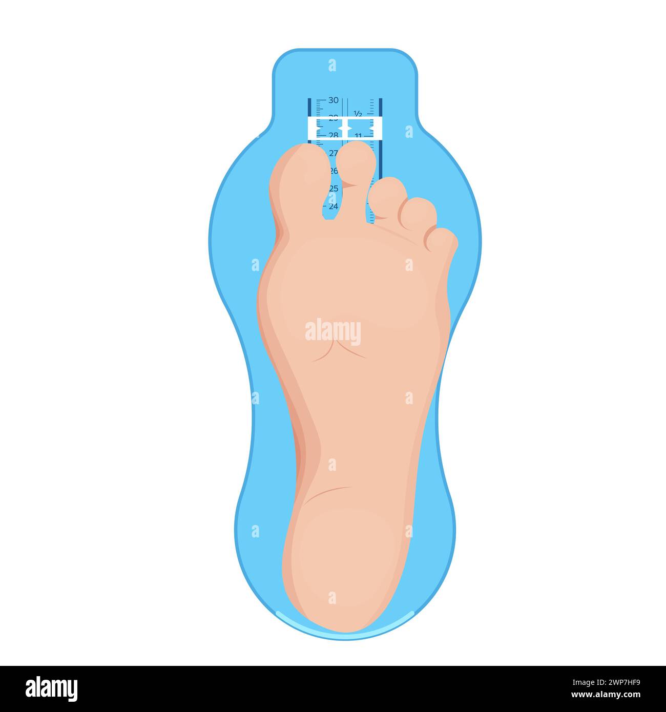 Body size chart Stock Vector Images - Alamy