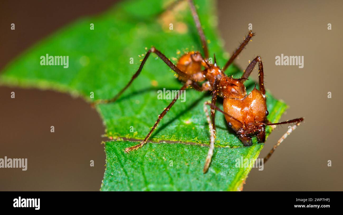 Leafcuter Ant, Tropical Rainforest, Marino Ballena National Park, Uvita ...
