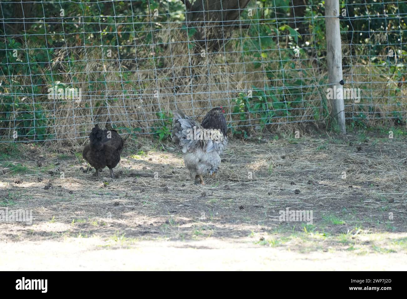 A flock of chickens roam freely in a lush green paddock in the netherlands Stock Photo - Alamy