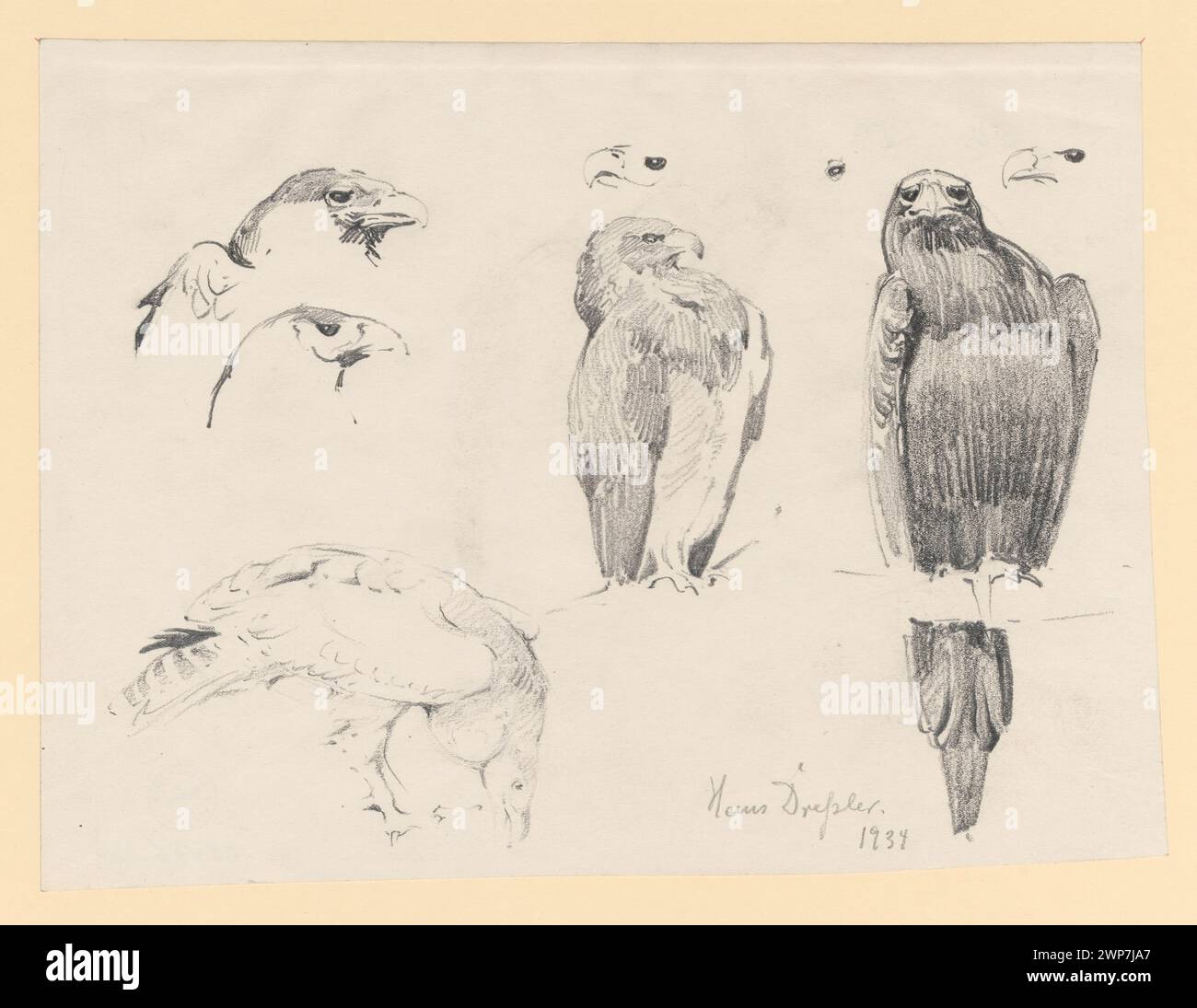 Classic avian drawings hi-res stock photography and images - Alamy