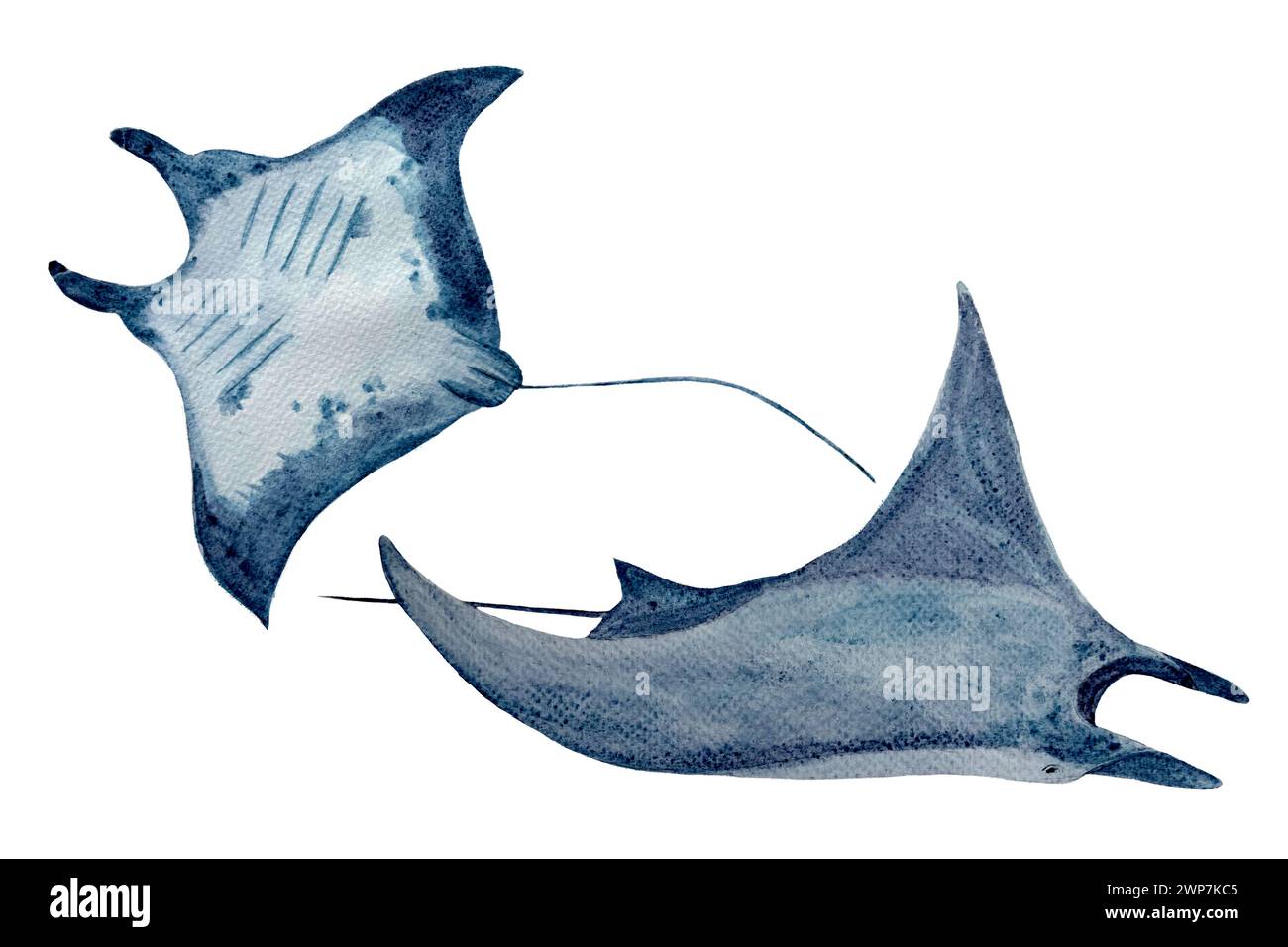 Watercolor hand-drawn manta ray set isolated on white Stock Photo - Alamy