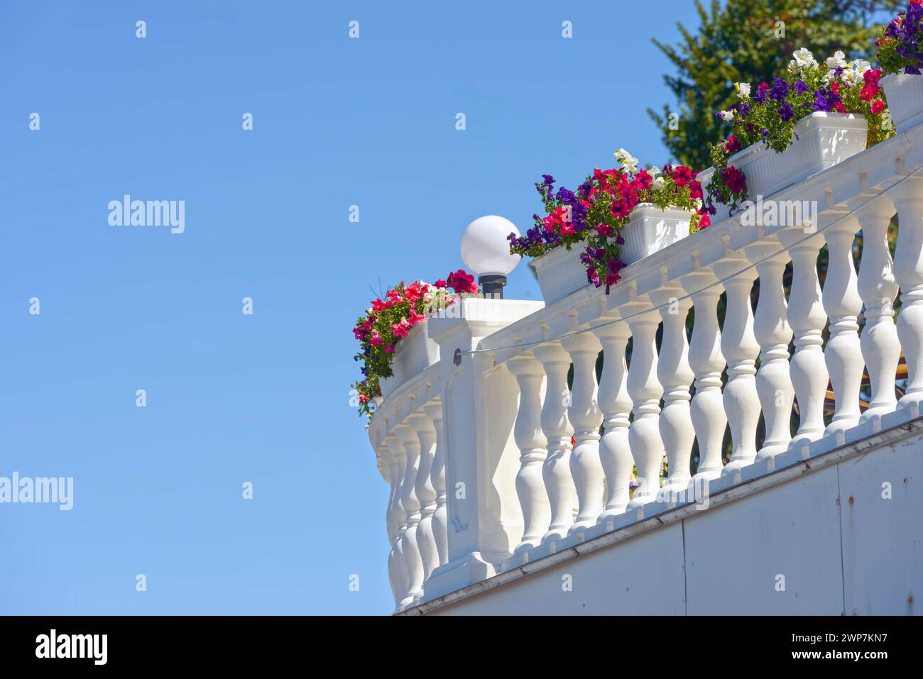 White concrete terrace balustrade with many multicolor Petunia flowers ...