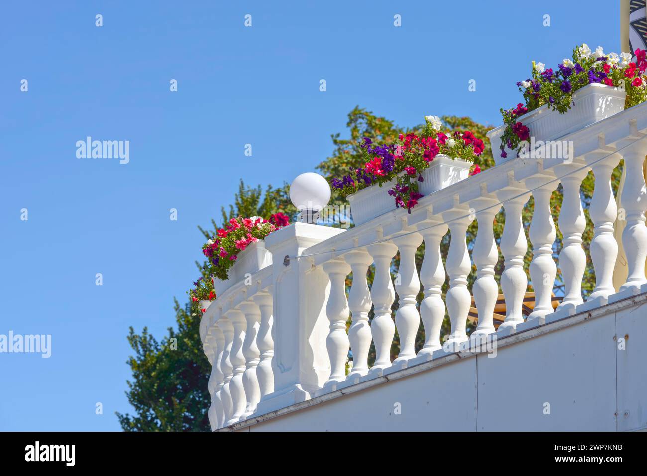 White concrete terrace balustrade with many multicolor Petunia flowers ...