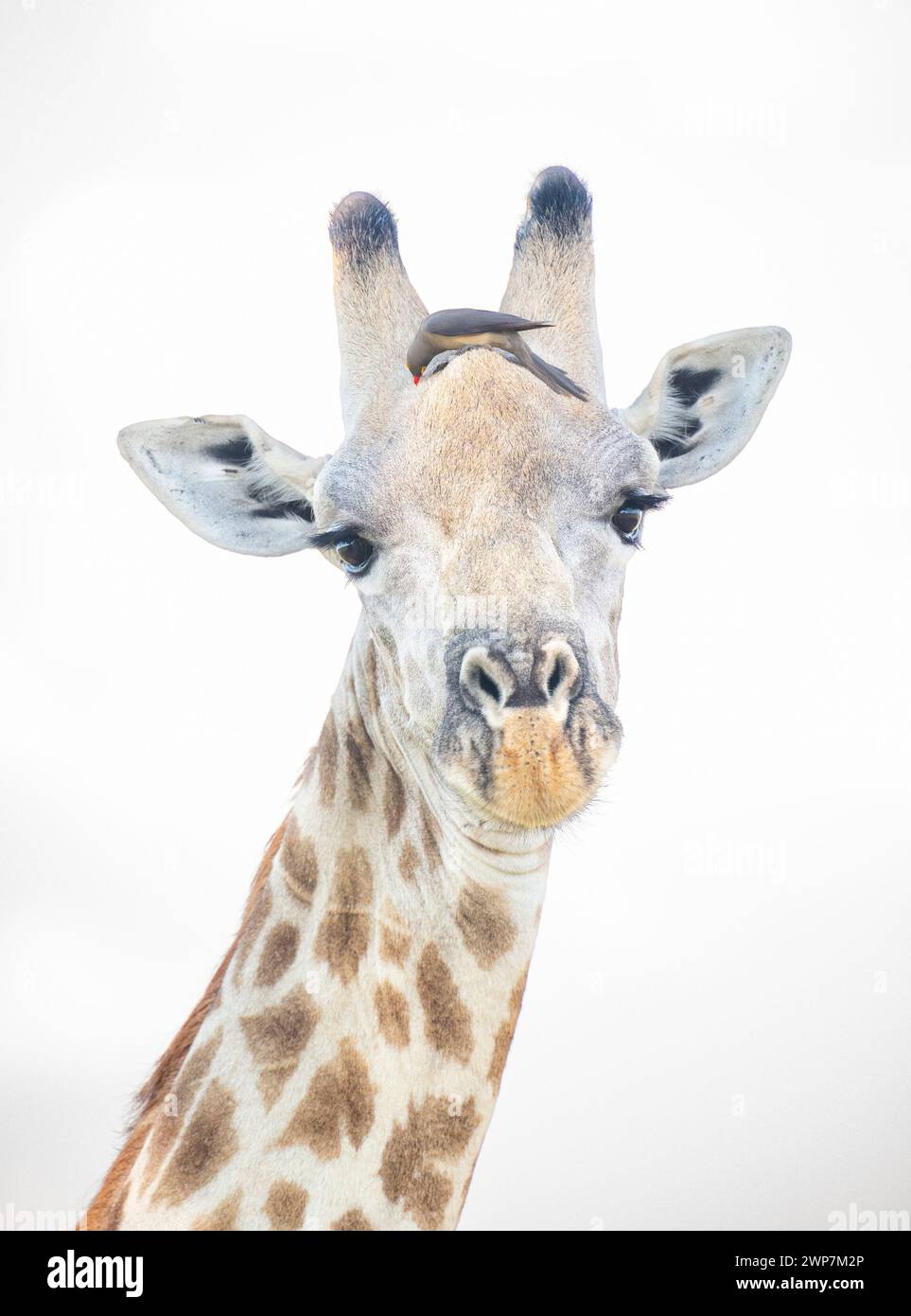 Oxpecker and giraffe AFRICA HILARIOUS images of two oxpeckers hanging ...