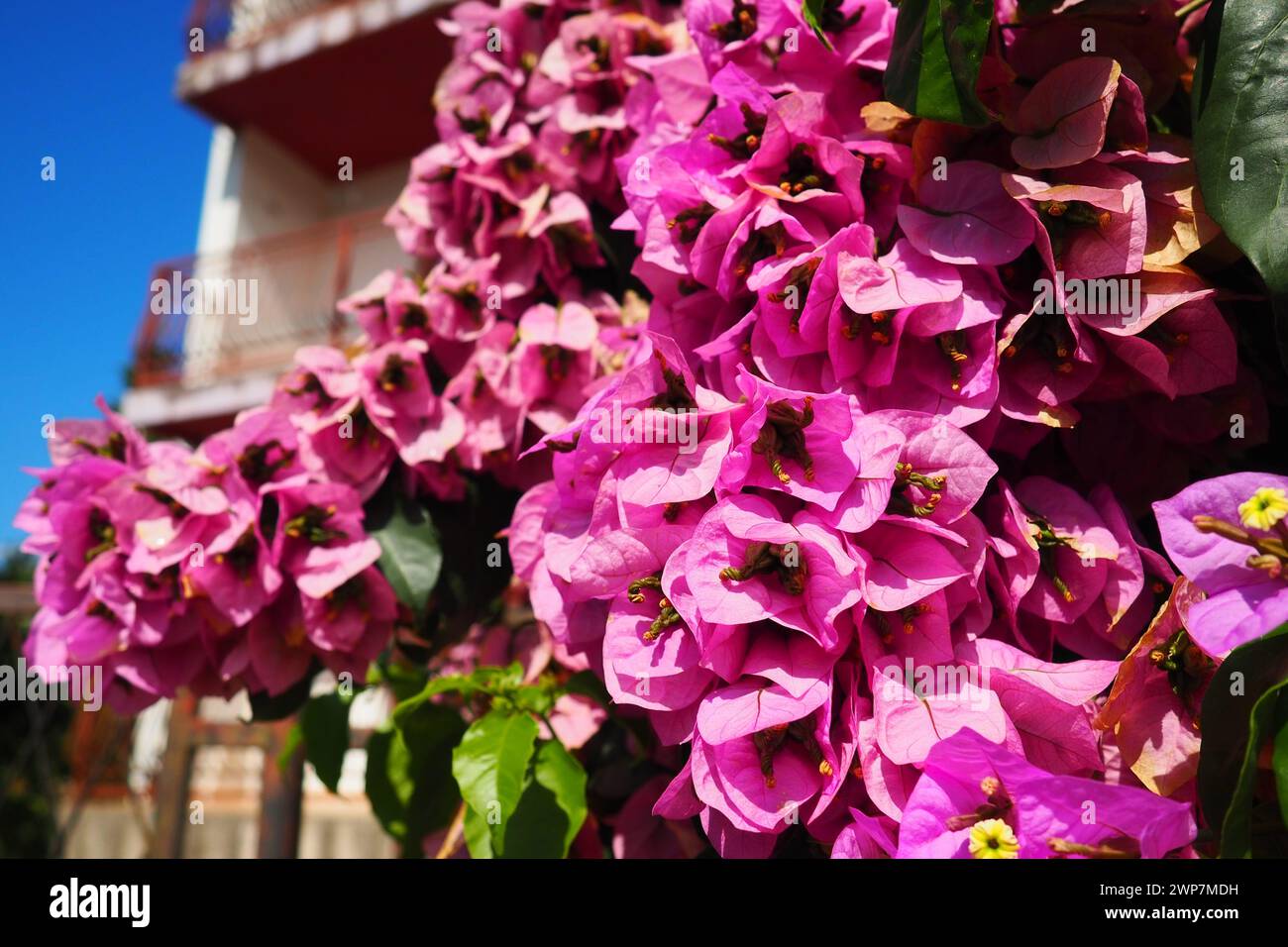 Papelillo flor hi-res stock photography and images - Alamy